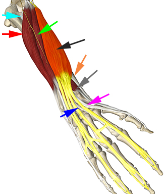 8 - Anatomy: Muscles innervated by the deep branch of the radial nerve ...