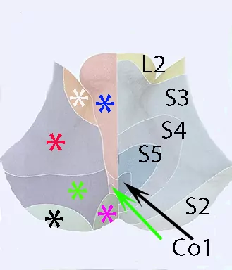 6 - Anatomy: Perineal innervation from the posterior femoral cutaneous ...