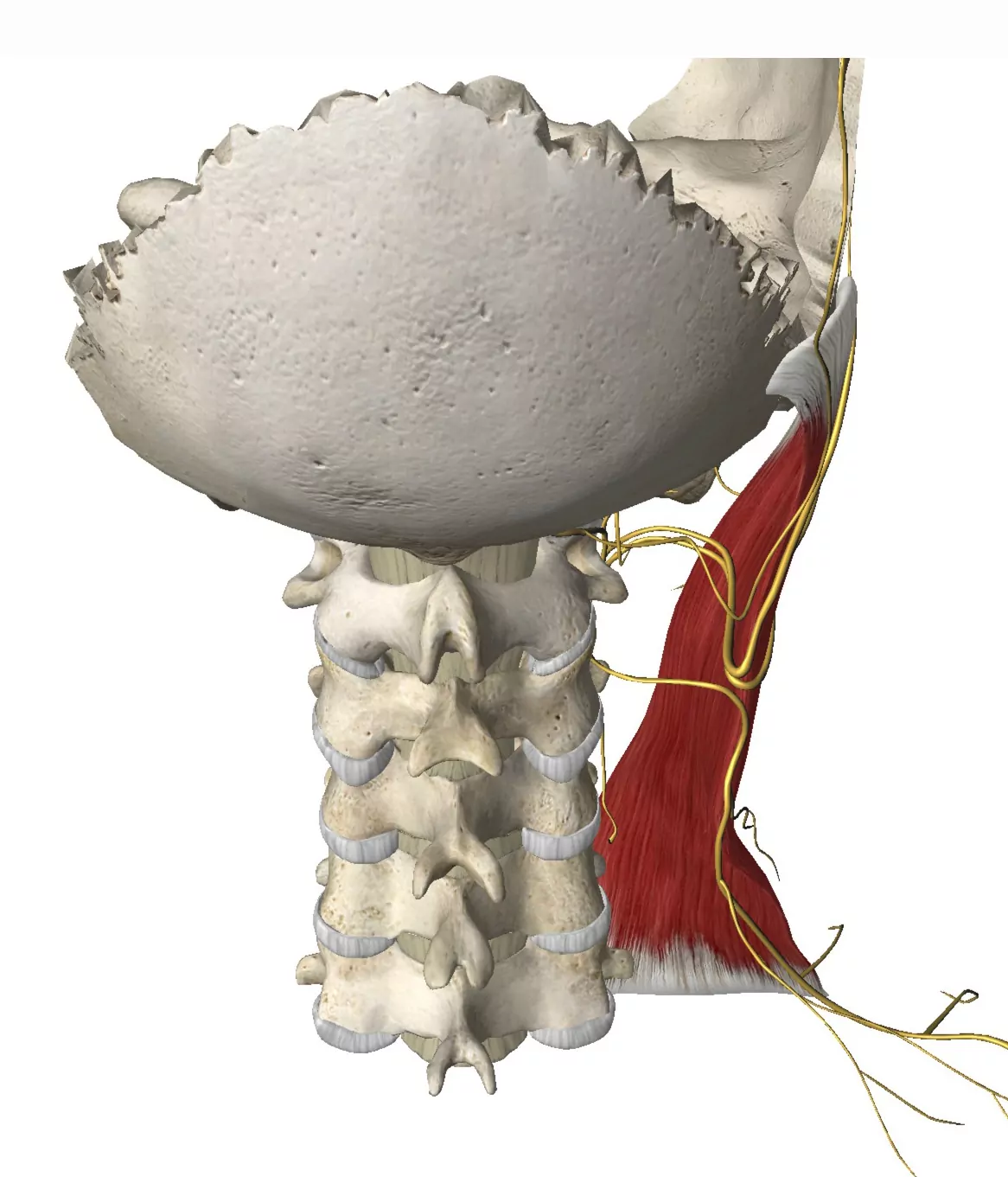 Cervical Plexus