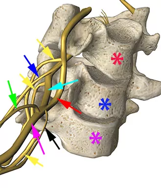 5 - Chassaignac's anterior tubercle of the transverse process of ...